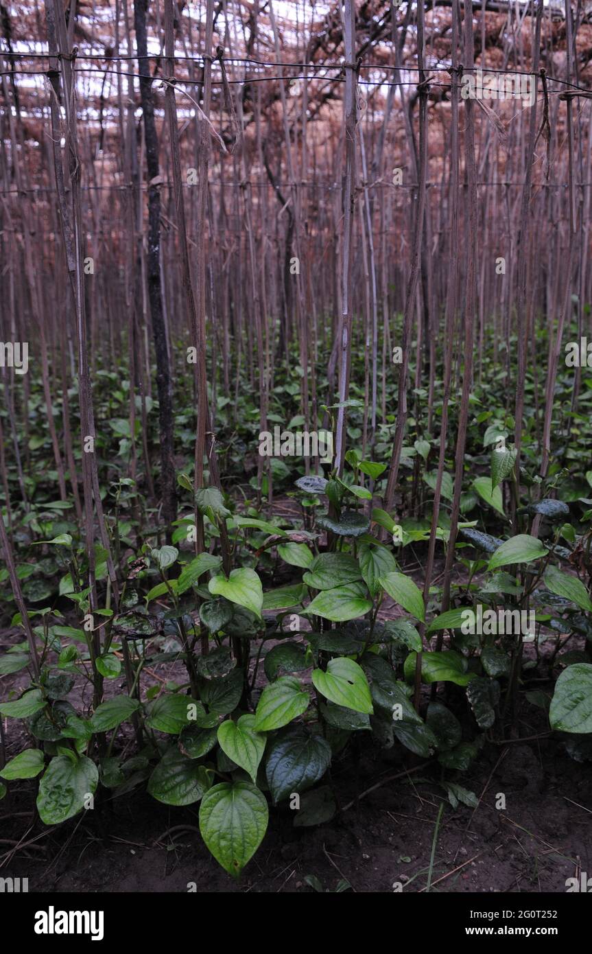 Betel leaf farming is a weather-sensitive crop. Farmers in Uttar ...