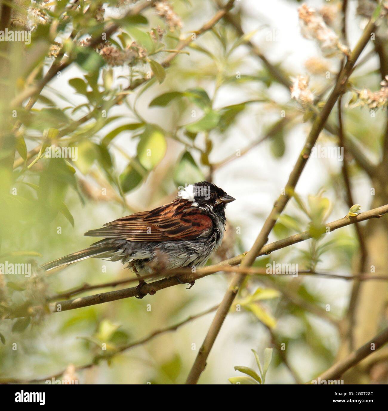 Reed anatomy hi-res stock photography and images - Alamy