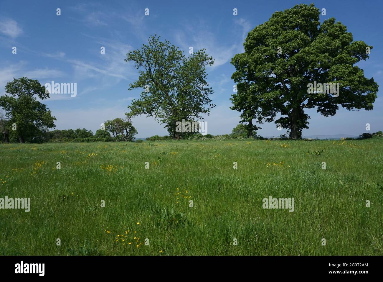 Trees in Field Stock Photo - Alamy