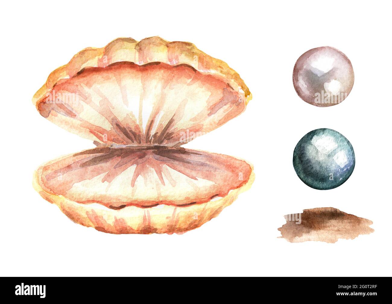 Pearls and shell set. Hand drawn watercolor illustration, isolated on ...
