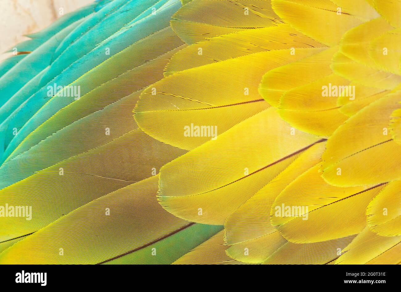 Military photography birds hi-res stock photography and images - Alamy