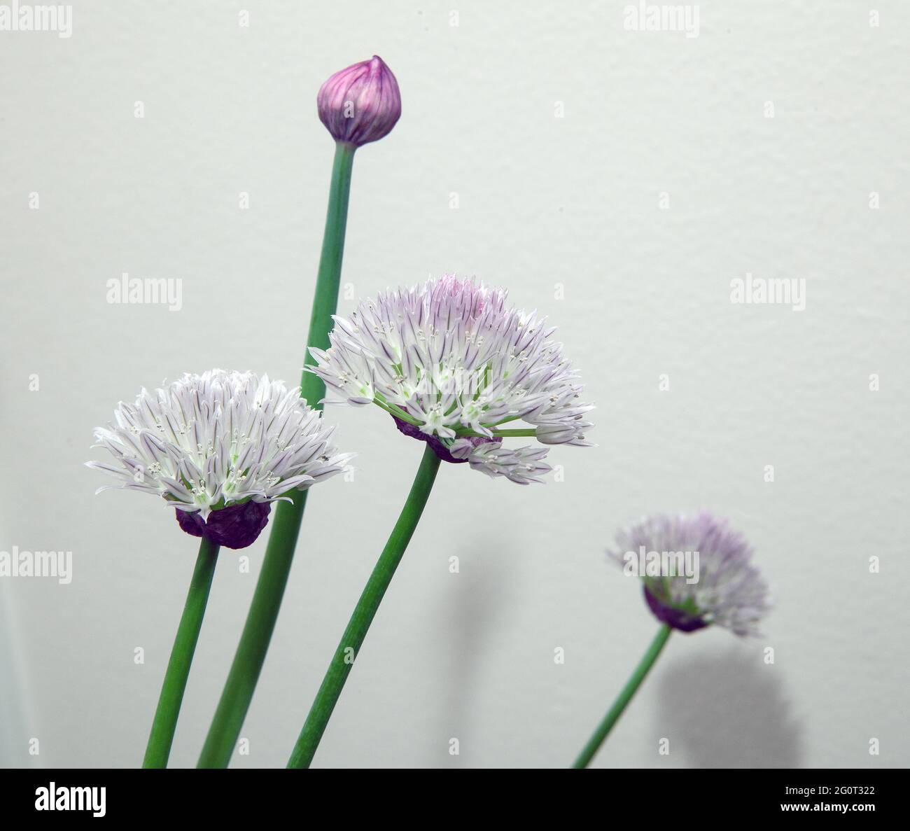 chive flowers, closed and open on white background Stock Photo - Alamy