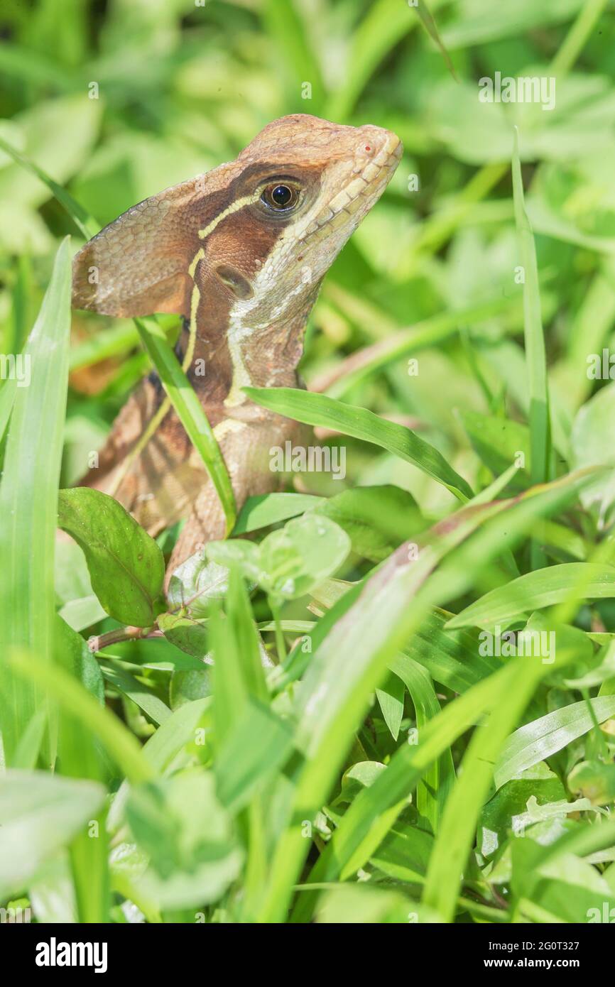 Basilisk Lizard High Resolution Stock Photography and Images - Alamy