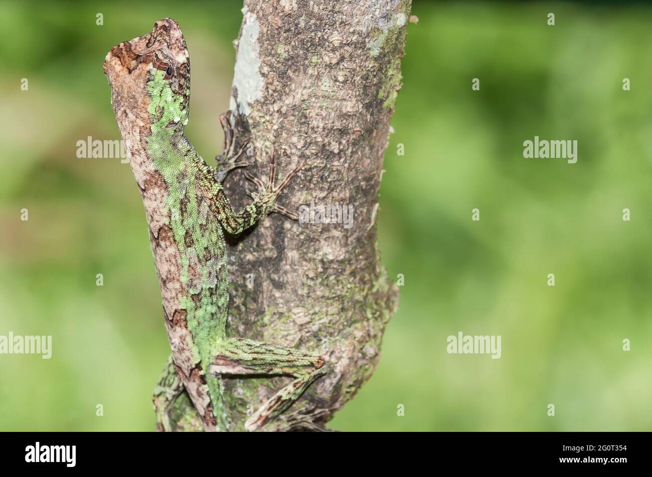 Pug-nosed anole lizard (Norops capito) camouflaged Stock Photo - Alamy