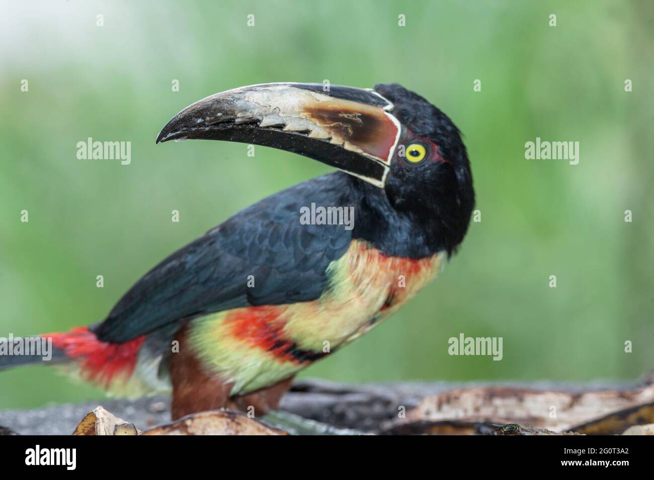 Collared aracari toucan hi-res stock photography and images - Alamy
