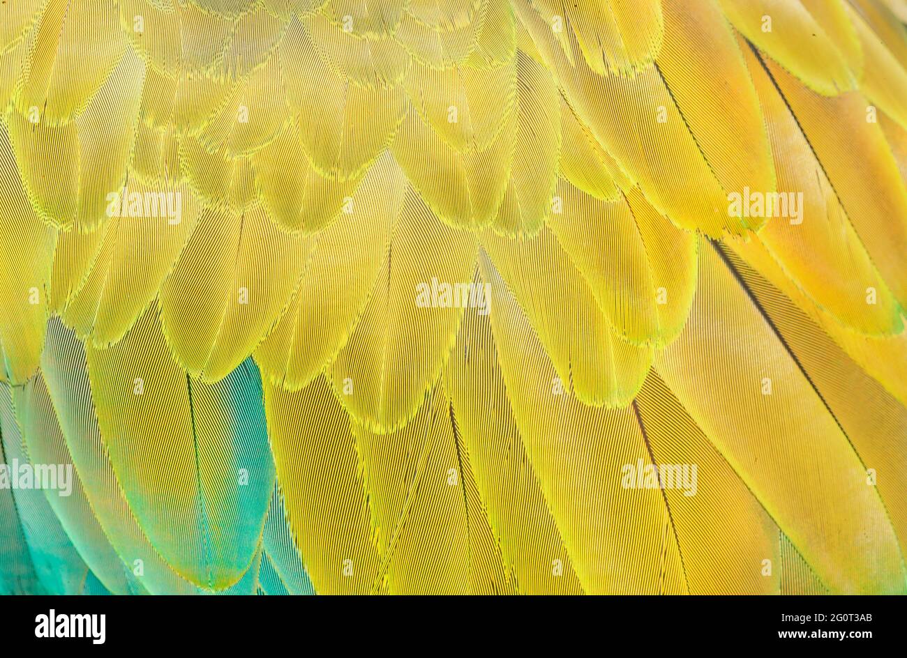 Military photography birds hi-res stock photography and images - Alamy