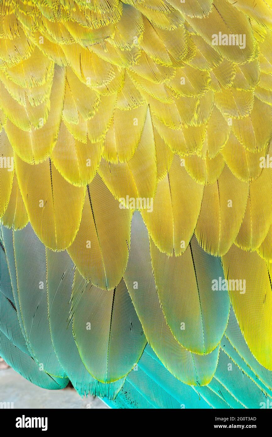 Military macaw (Ara militaris) feathers, close-up, Costa Rica Stock ...