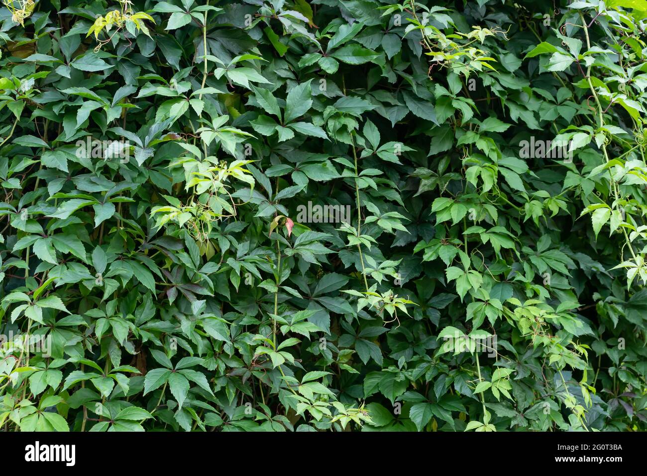 Virginia creeper garden hi-res stock photography and images - Alamy