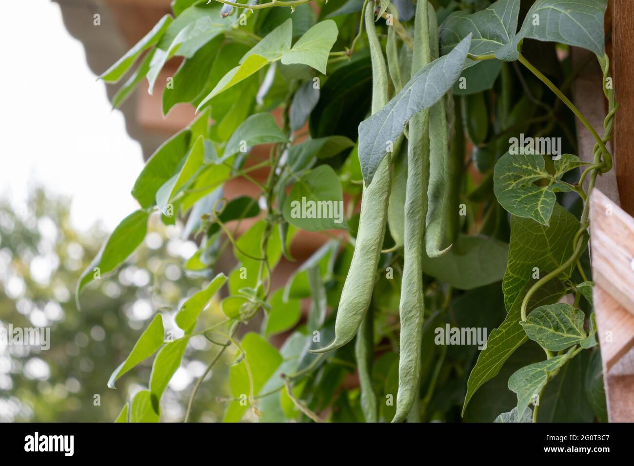 Kidney bean plant garden hi-res stock photography and images - Alamy
