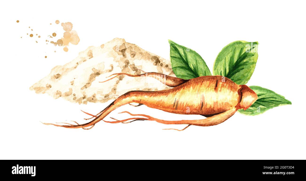 Organic fresh ginseng root and powder. Watercolor hand drawn ...