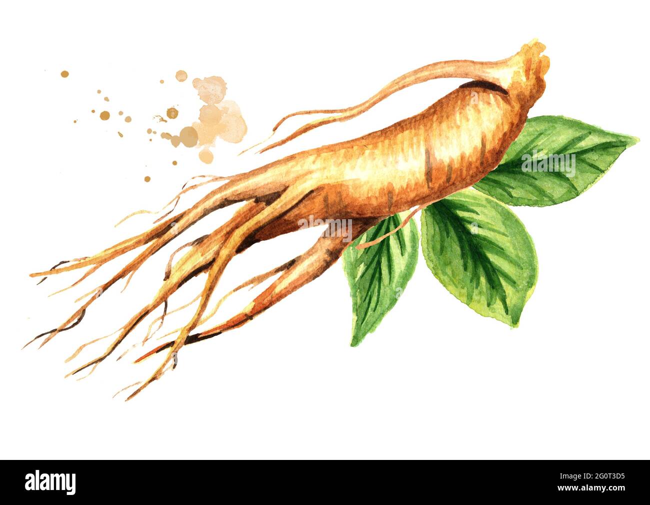 Organic fresh ginseng root and green leaves. Watercolor hand drawn ...