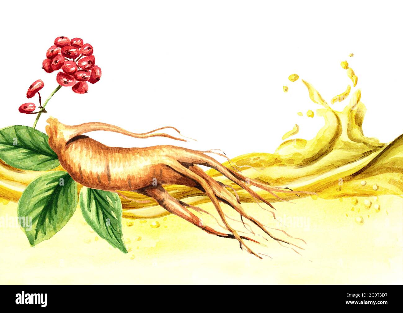 Ginseng tincture wave. Watercolor hand drawn illustration isolated on ...