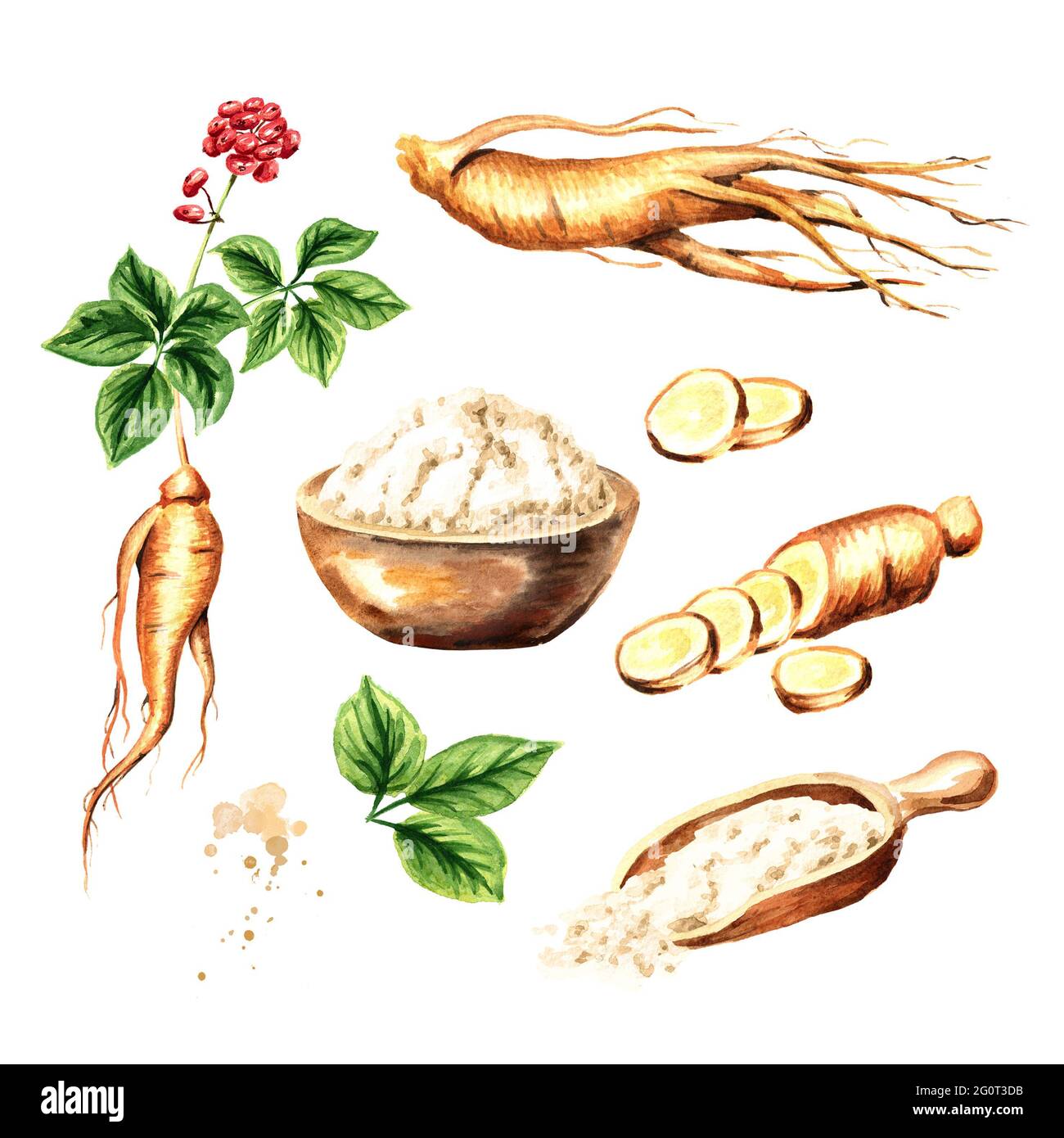 Organic fresh ginseng set. Root, leaf, flower, powder. Watercolor hand ...