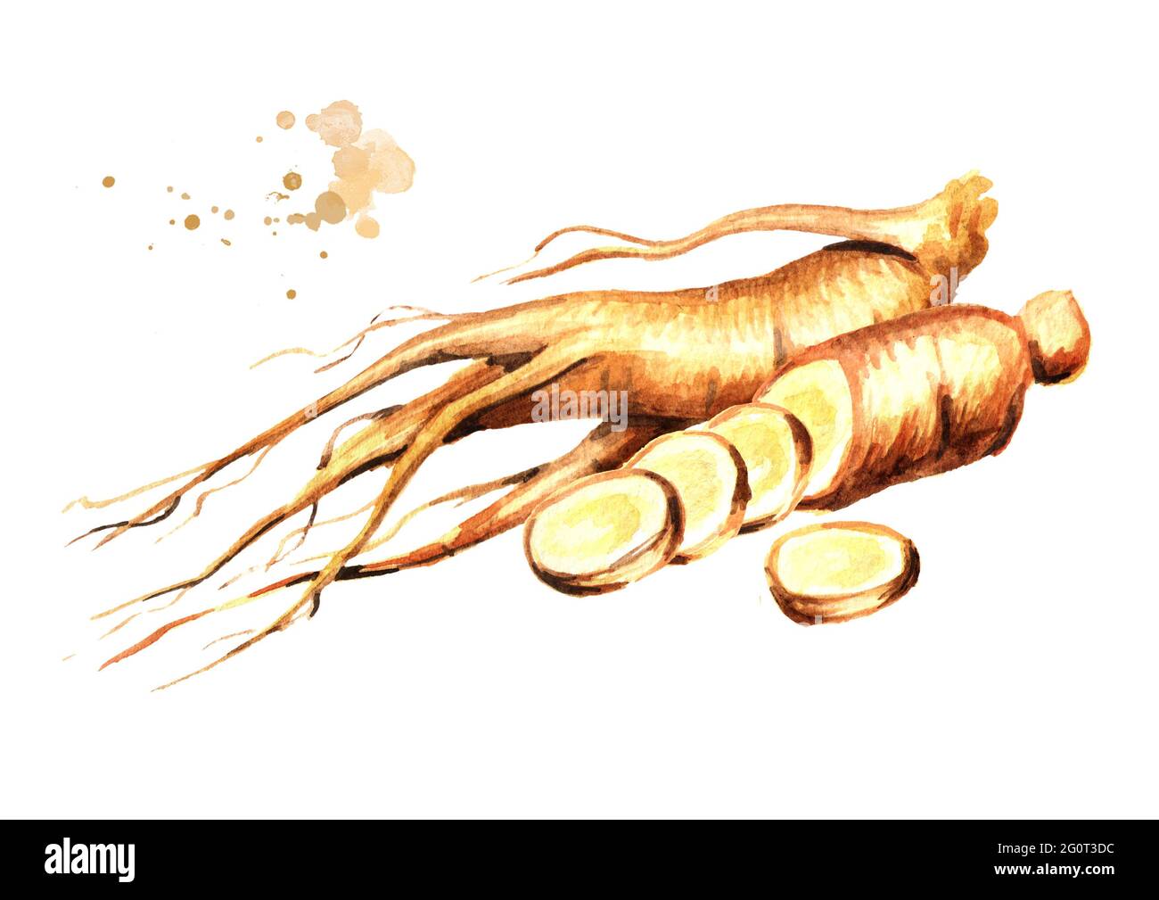 Organic fresh ginseng root. Watercolor hand drawn illustration isolated ...