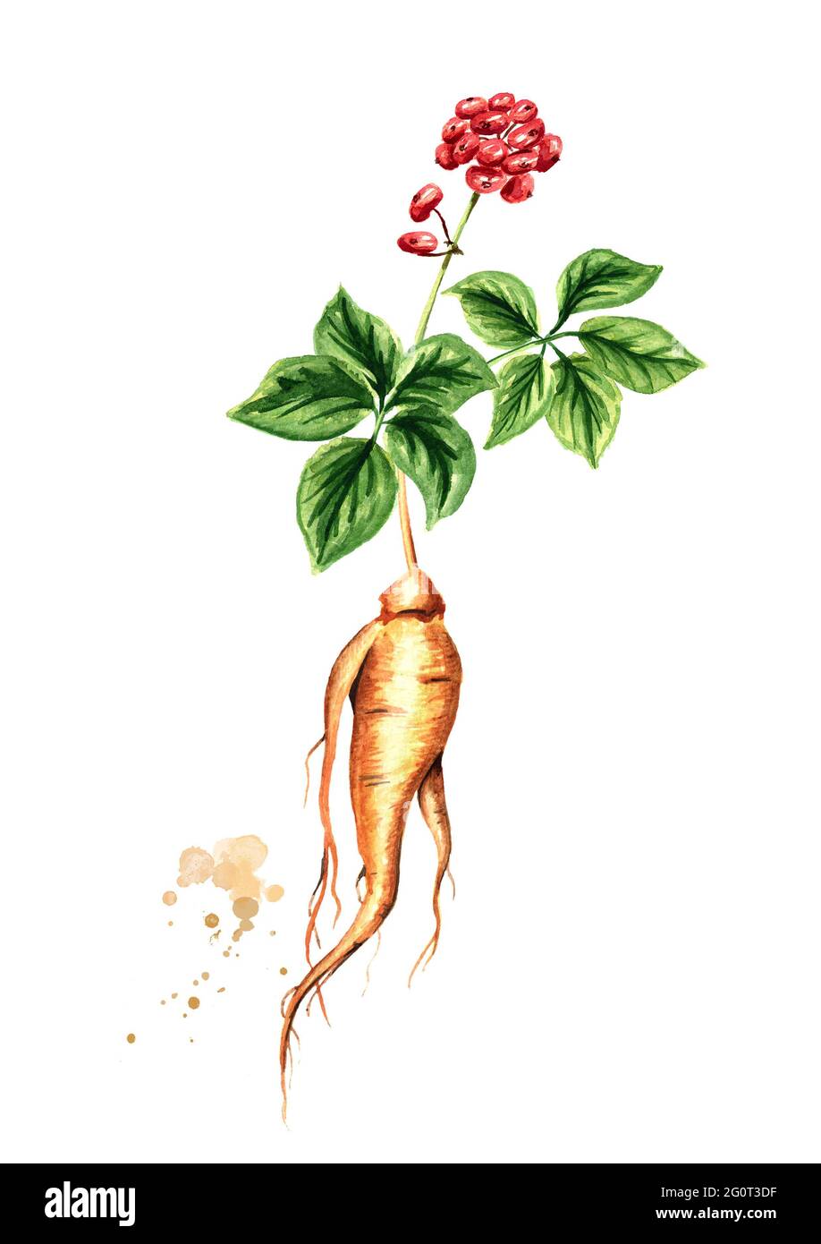 Organic fresh ginseng plant with root, green leaf and red flower ...