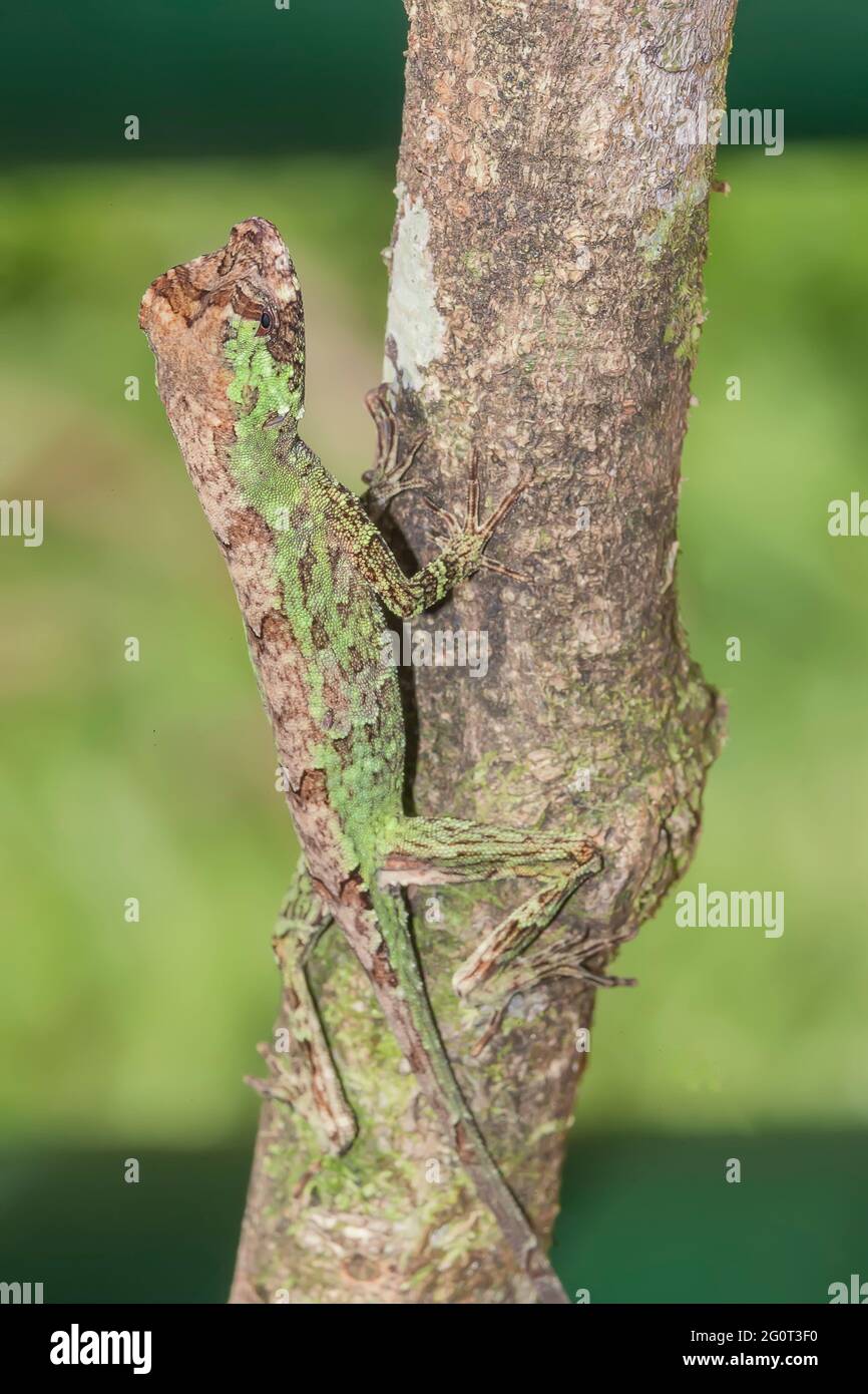 Bighead anole norops capito hi-res stock photography and images - Alamy