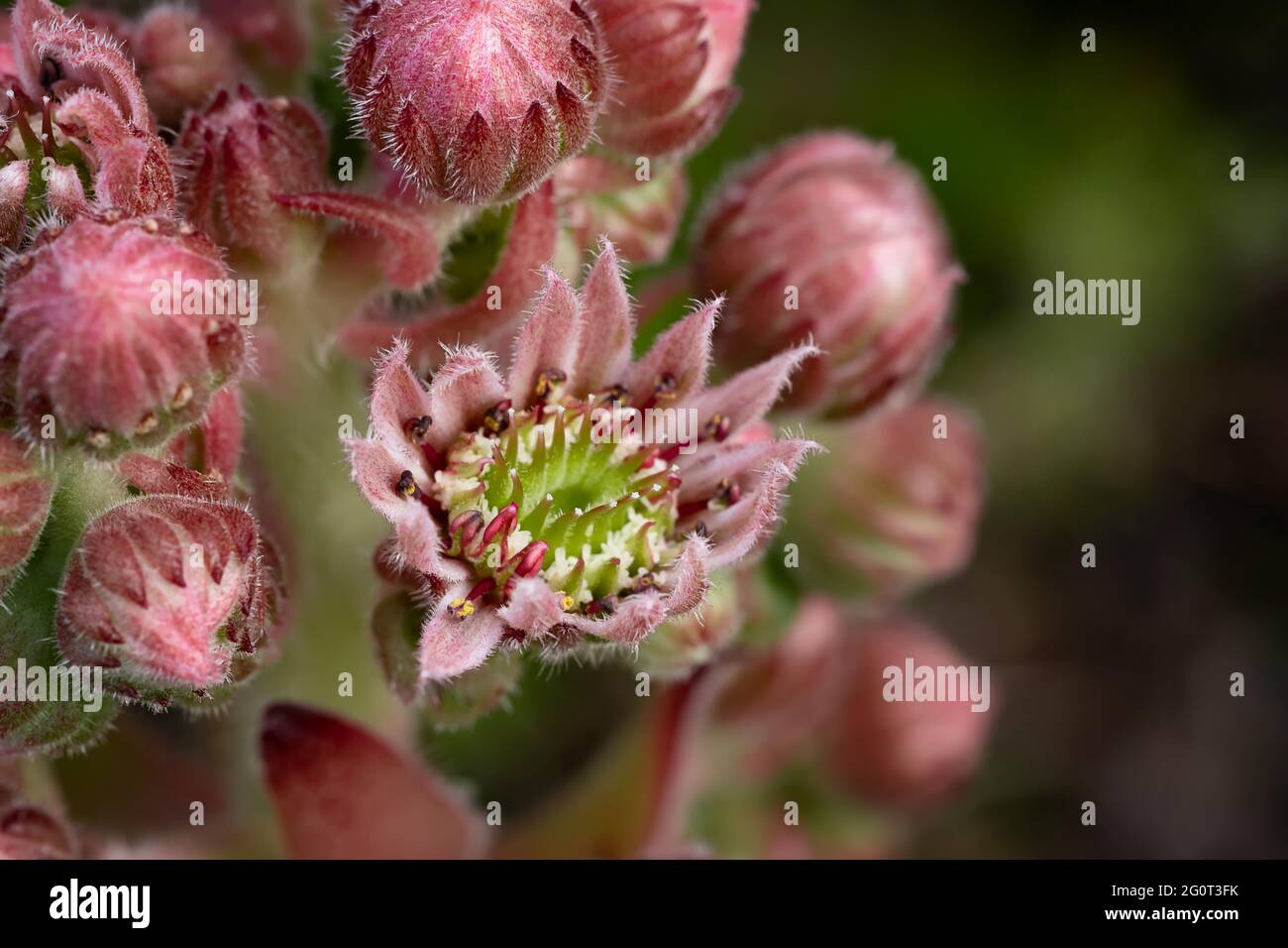 Houseleek sempervivum houseleek house leek succulent garden plant hi ...