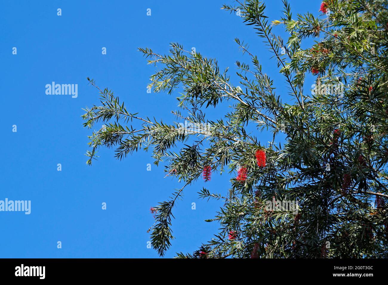 Red bottlebrush tree flowers (Callistemon citrinus Stock Photo - Alamy