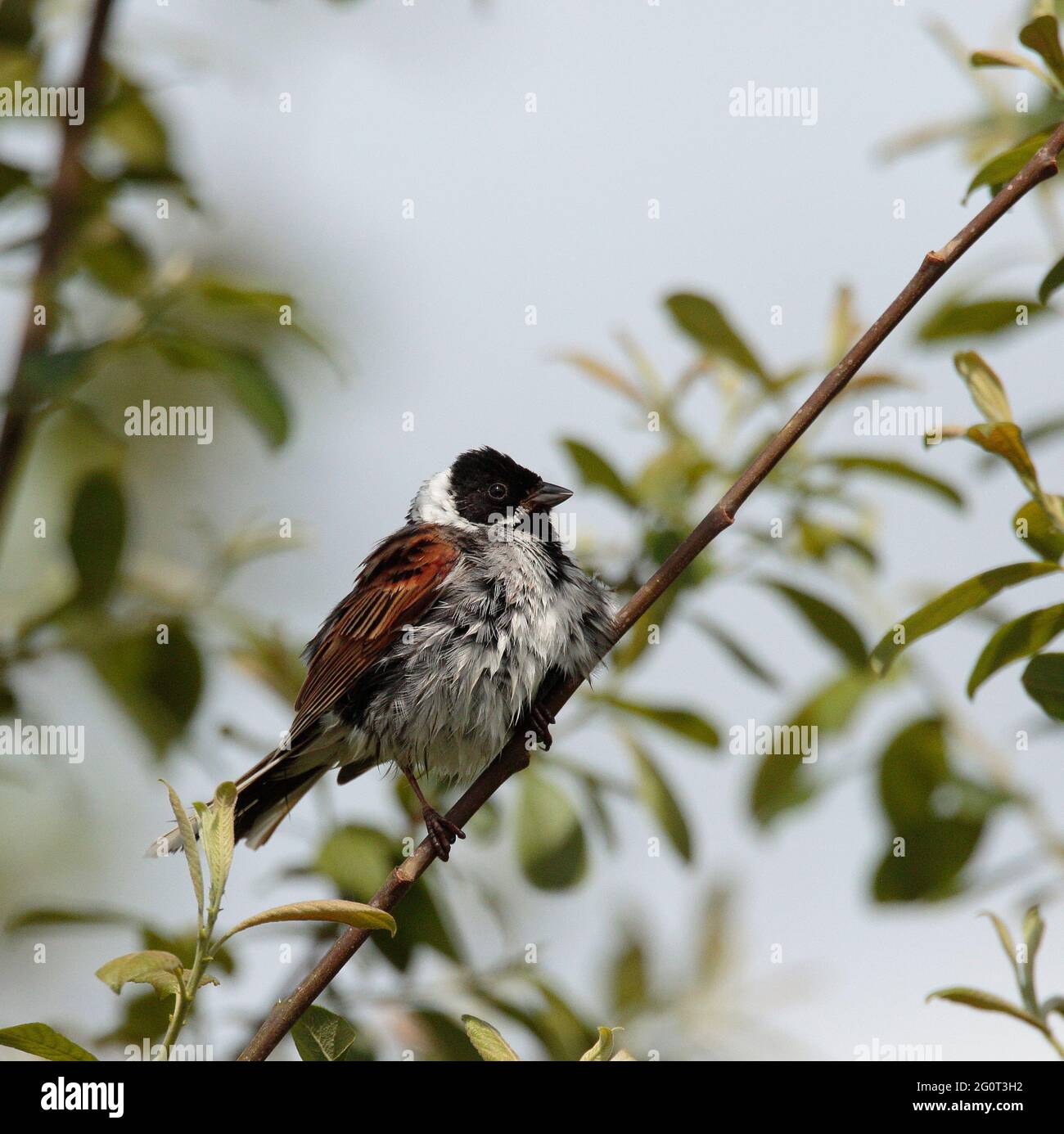 Reed anatomy hi-res stock photography and images - Alamy
