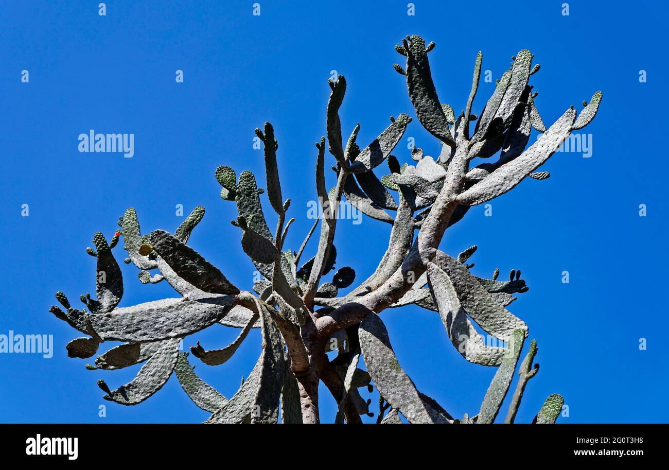 Cactus and blue sky Stock Photo - Alamy