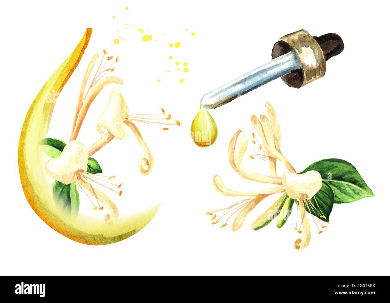 Honeysuckle flower and essential oil drop. Watercolor hand drawn ...