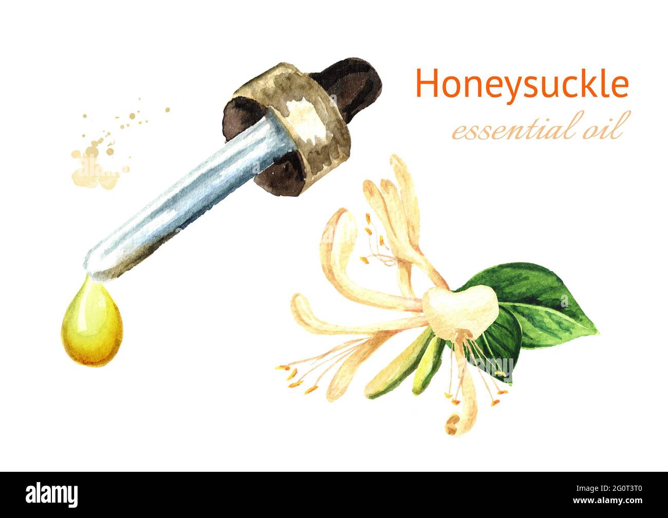 Honeysuckle flower essential oil drop. Watercolor hand drawn ...