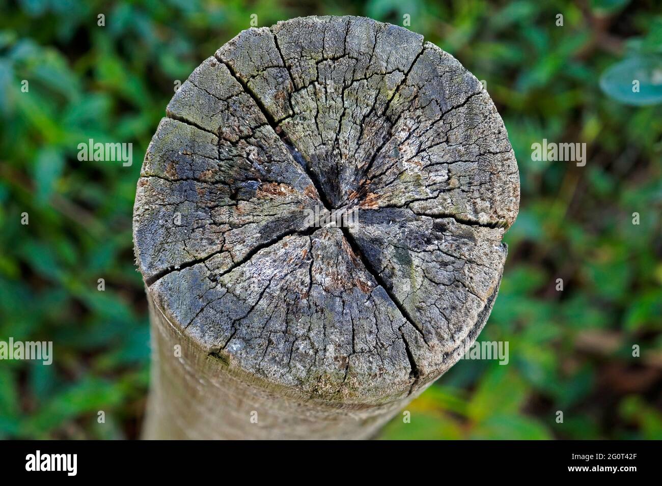Cut tree trunk on tropical rainforest Stock Photo - Alamy