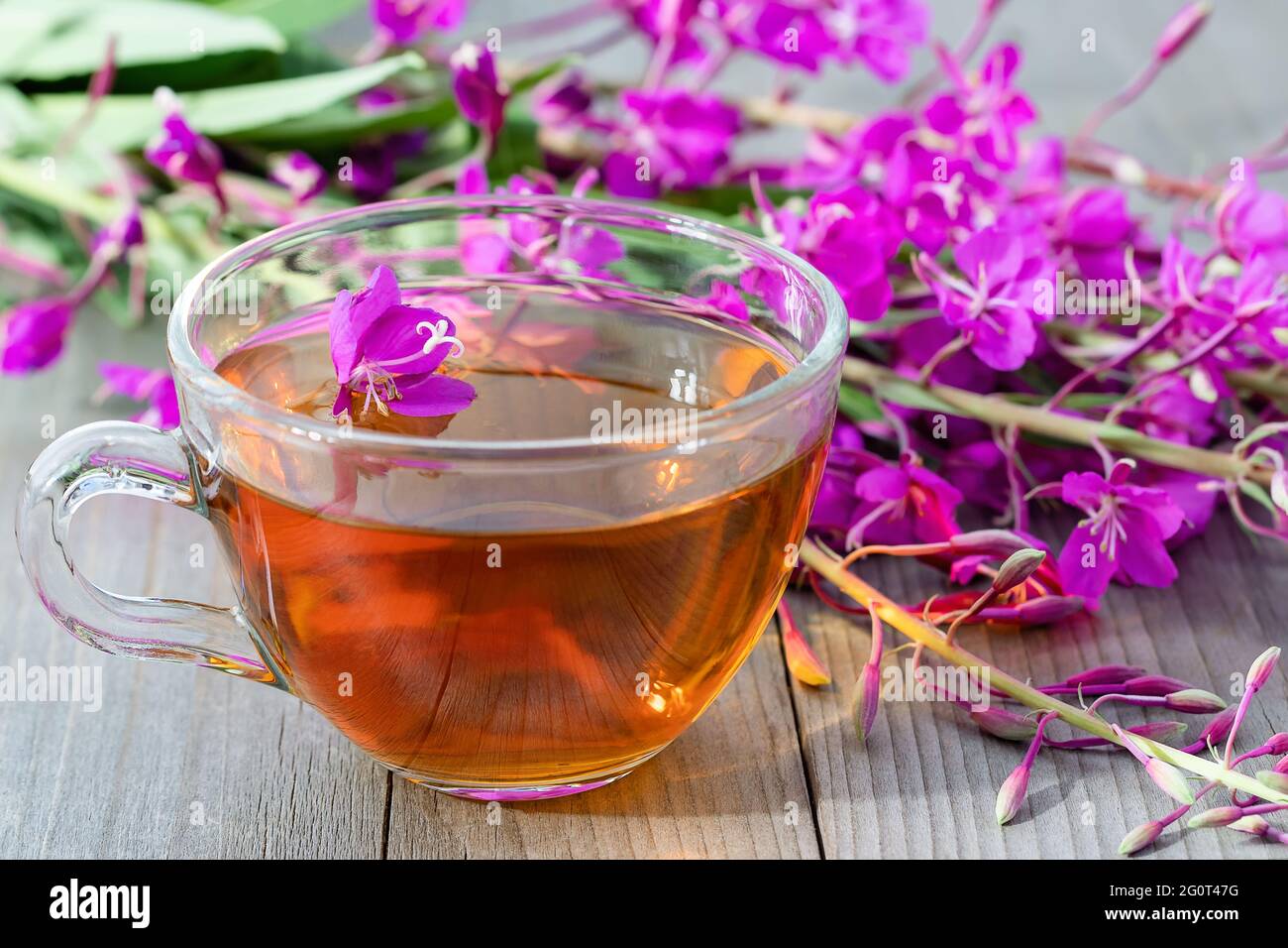 Fireweed herb known as blooming sally and tea in a cup Stock Photo - Alamy