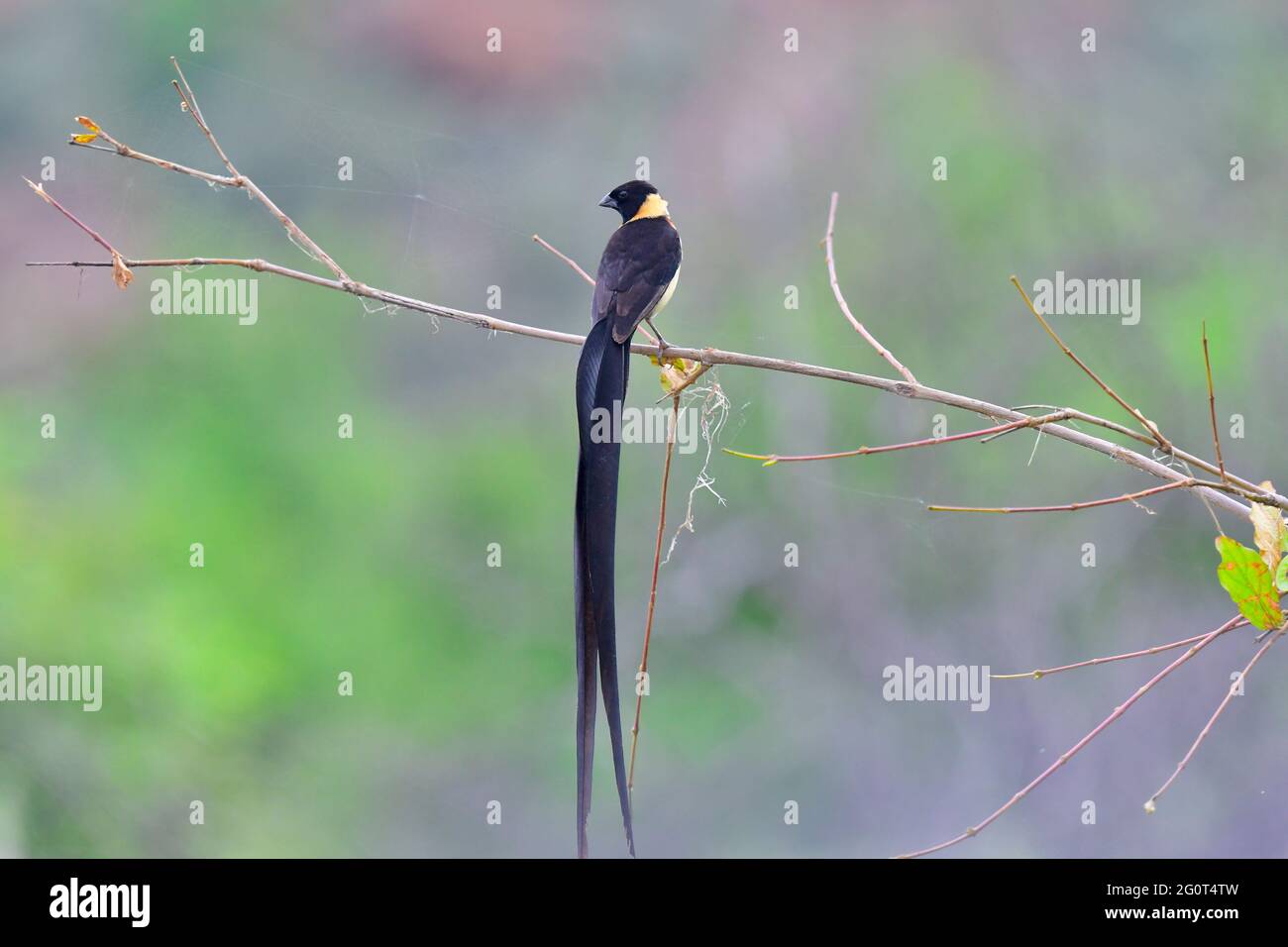 Paradise whydah birds hi-res stock photography and images - Alamy
