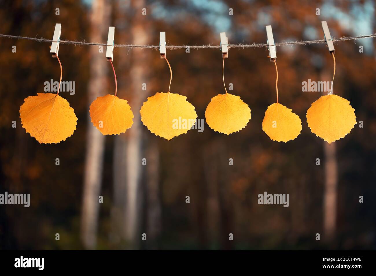 Yellow autumn leaves are hung with clothespins on a rope. Template for ...