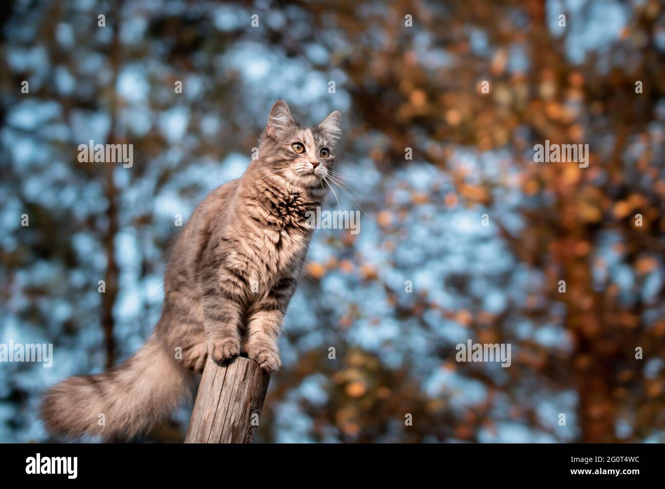 Cute gray cat climbed on a log while walking and looks into the ...