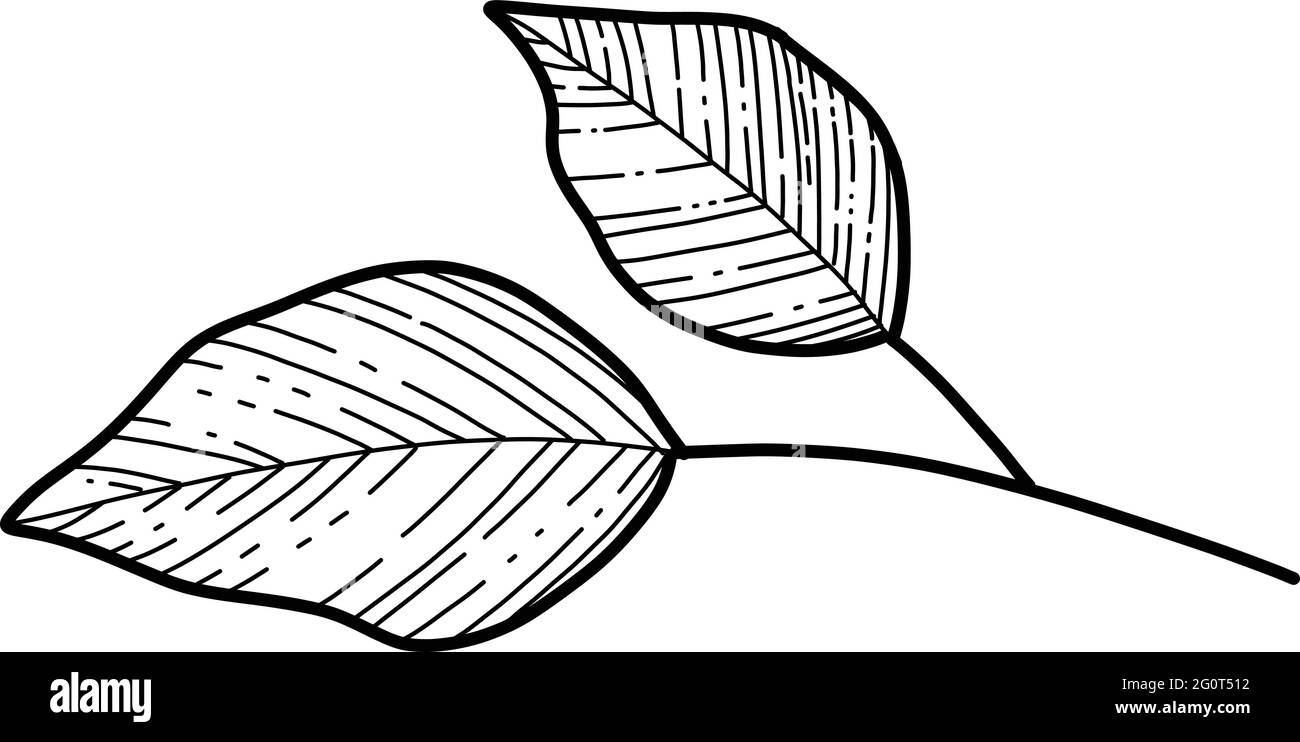 Free hand Sakura flower leaf vector, Beautiful line art Peach blossom ...