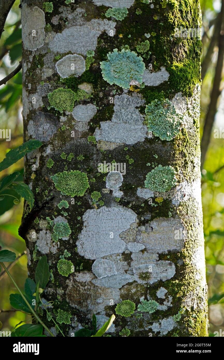 Lichen on tree trunk in tropical rainforest Stock Photo - Alamy
