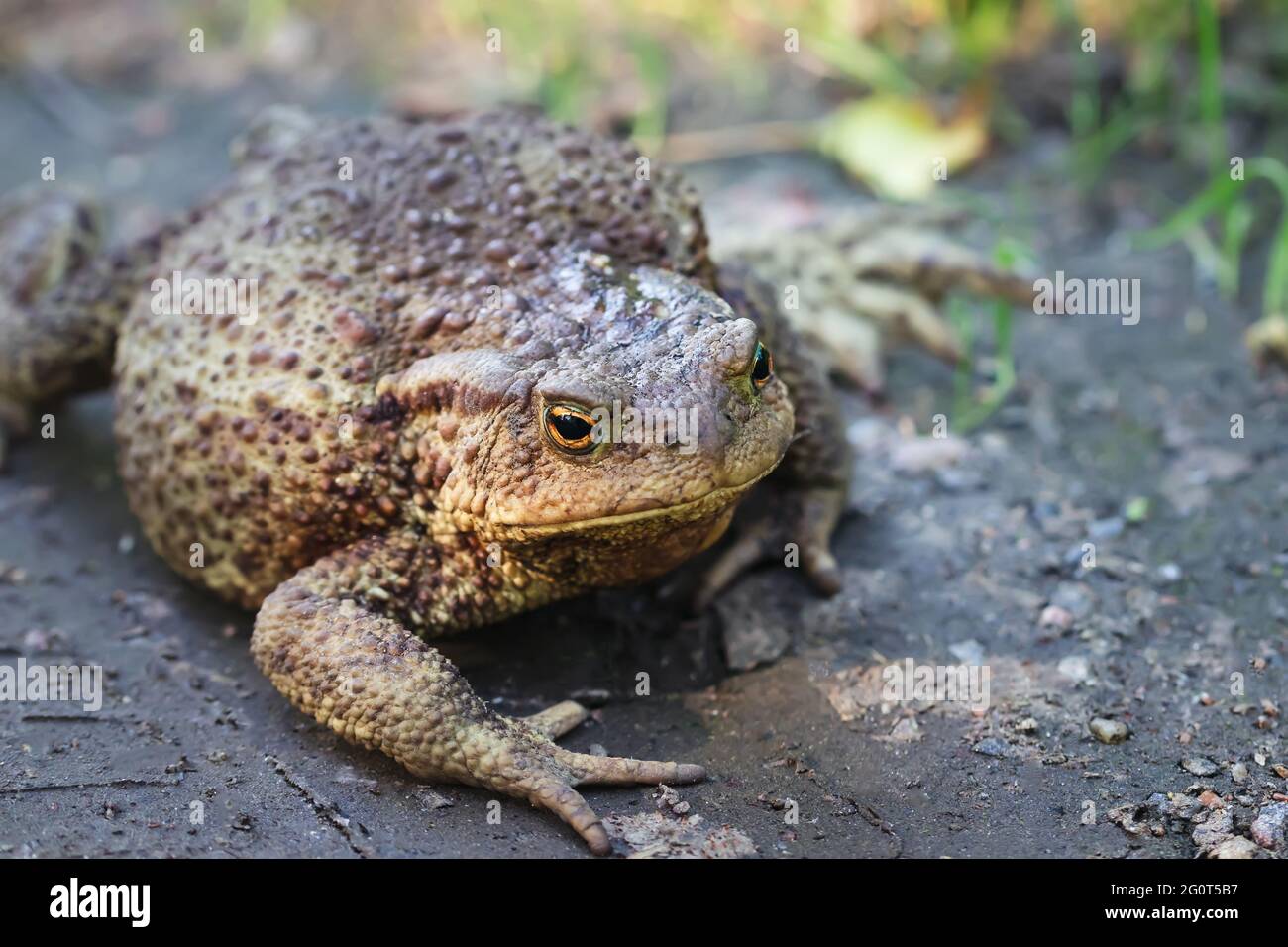 Big fat toad crawling along a dirt path Stock Photo - Alamy