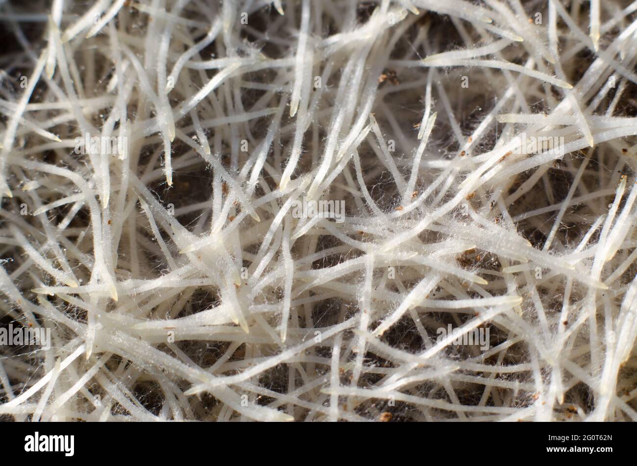 Wheat plant roots hi-res stock photography and images - Alamy