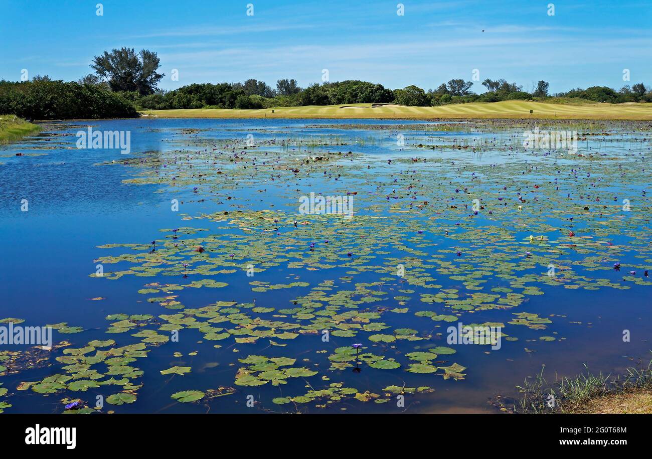 Barra golf club hi-res stock photography and images - Alamy