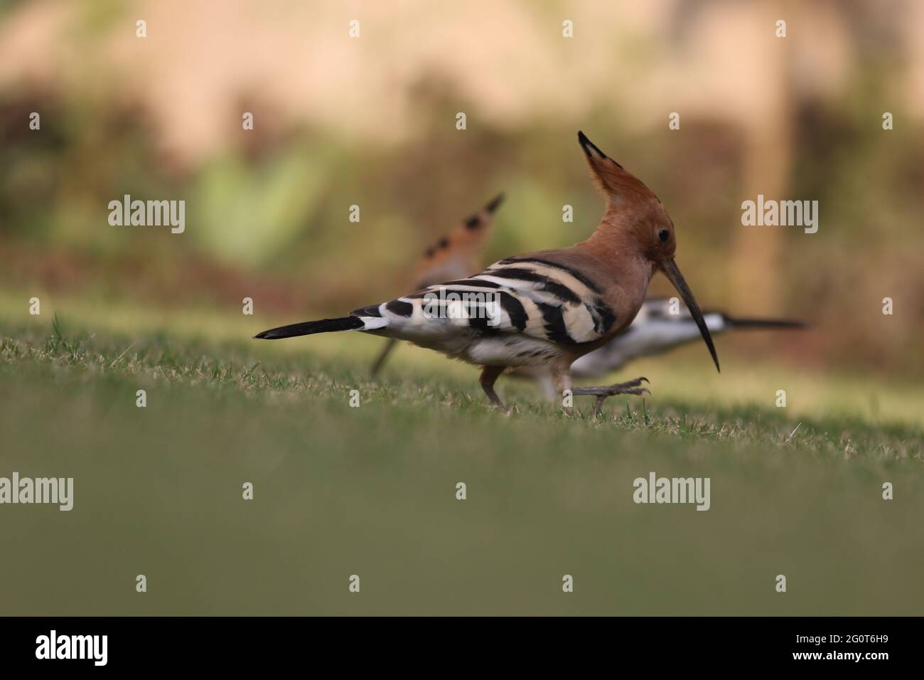 hoope in wildlife reserves , Hoopoes are colourful birds found across ...