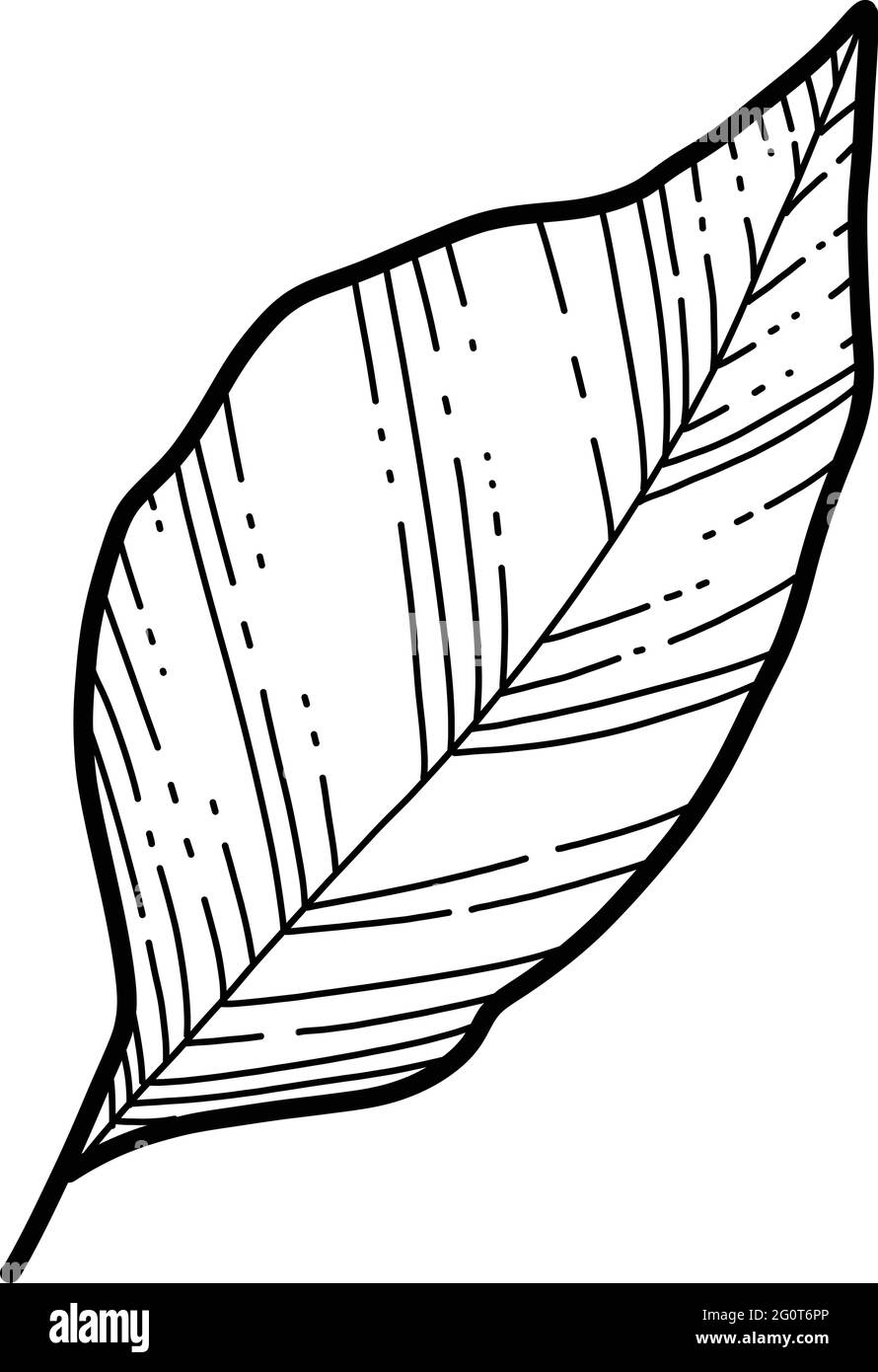 Realistic watercolor cherry flower Black and White Stock Photos ...