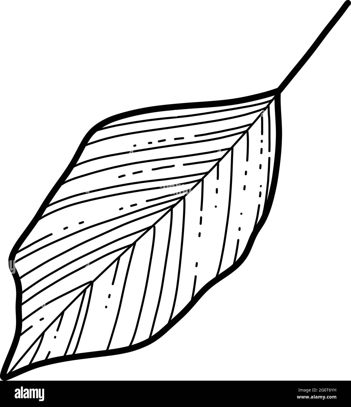 Free hand Sakura flower leaf vector, Beautiful line art Peach blossom ...