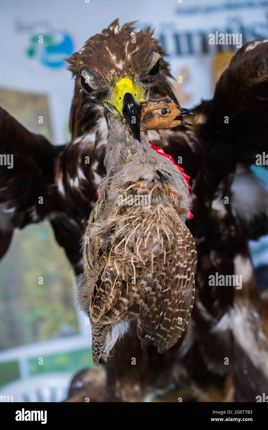 Avian figure hi-res stock photography and images - Alamy
