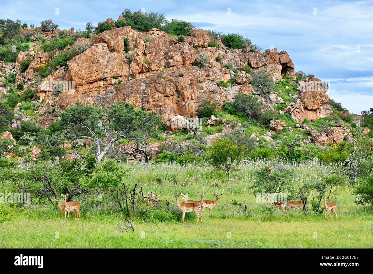 Mapungubwe national park is a World Heritage Site in Limpopo, South ...