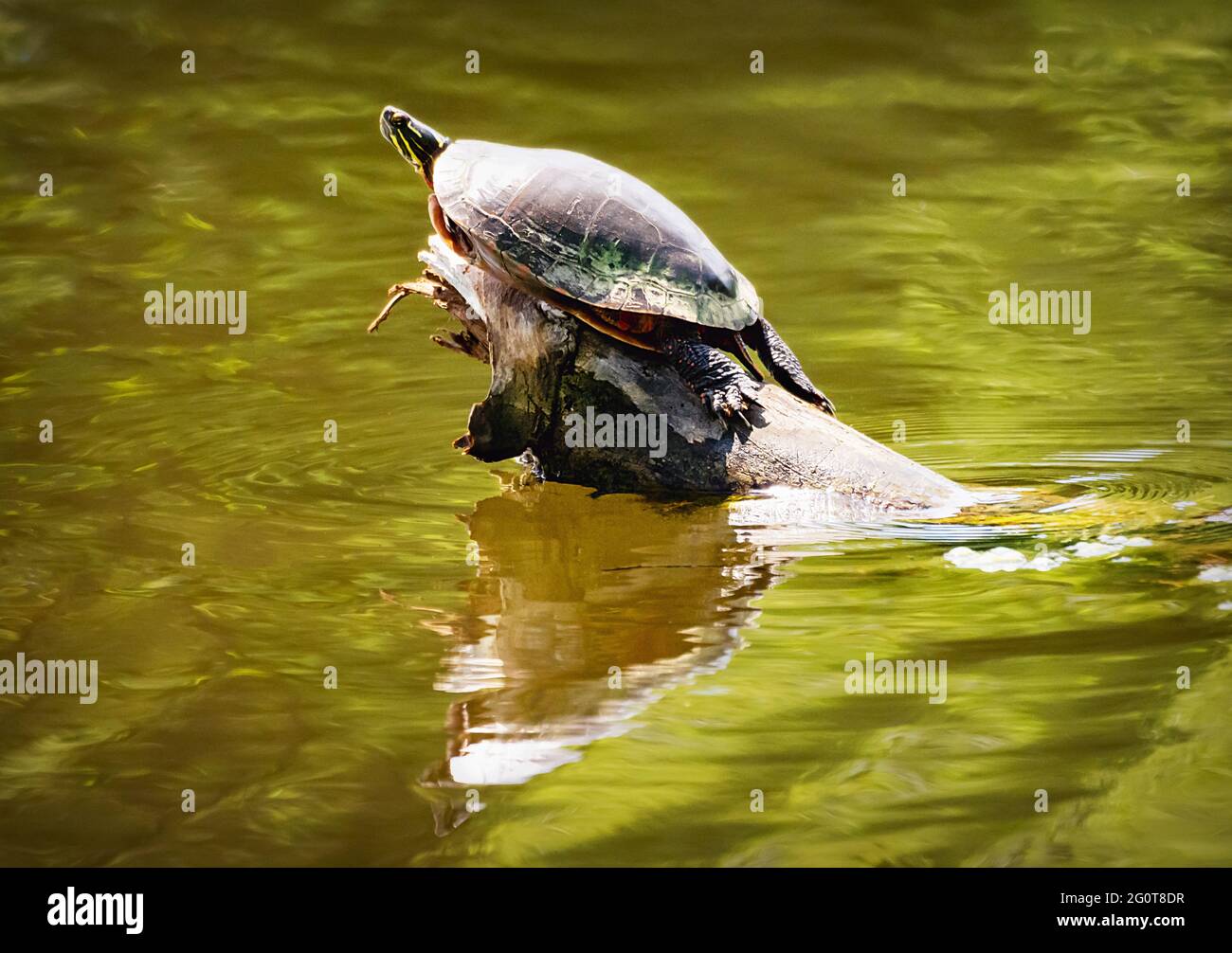 River Turtle High Resolution Stock Photography and Images - Alamy