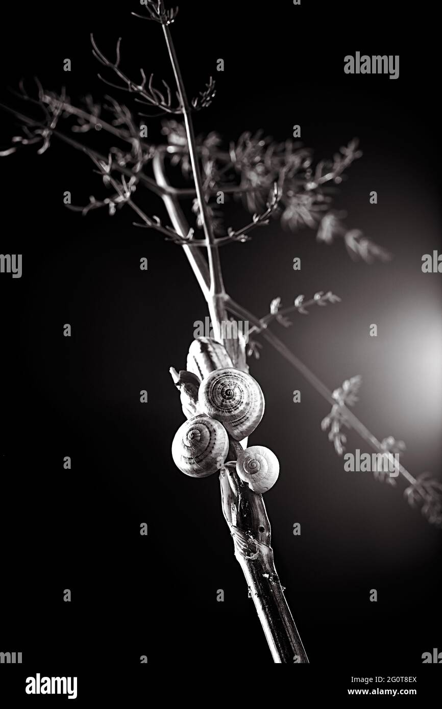 Grayscale shot of small snails isolated on the branch on the dark ...
