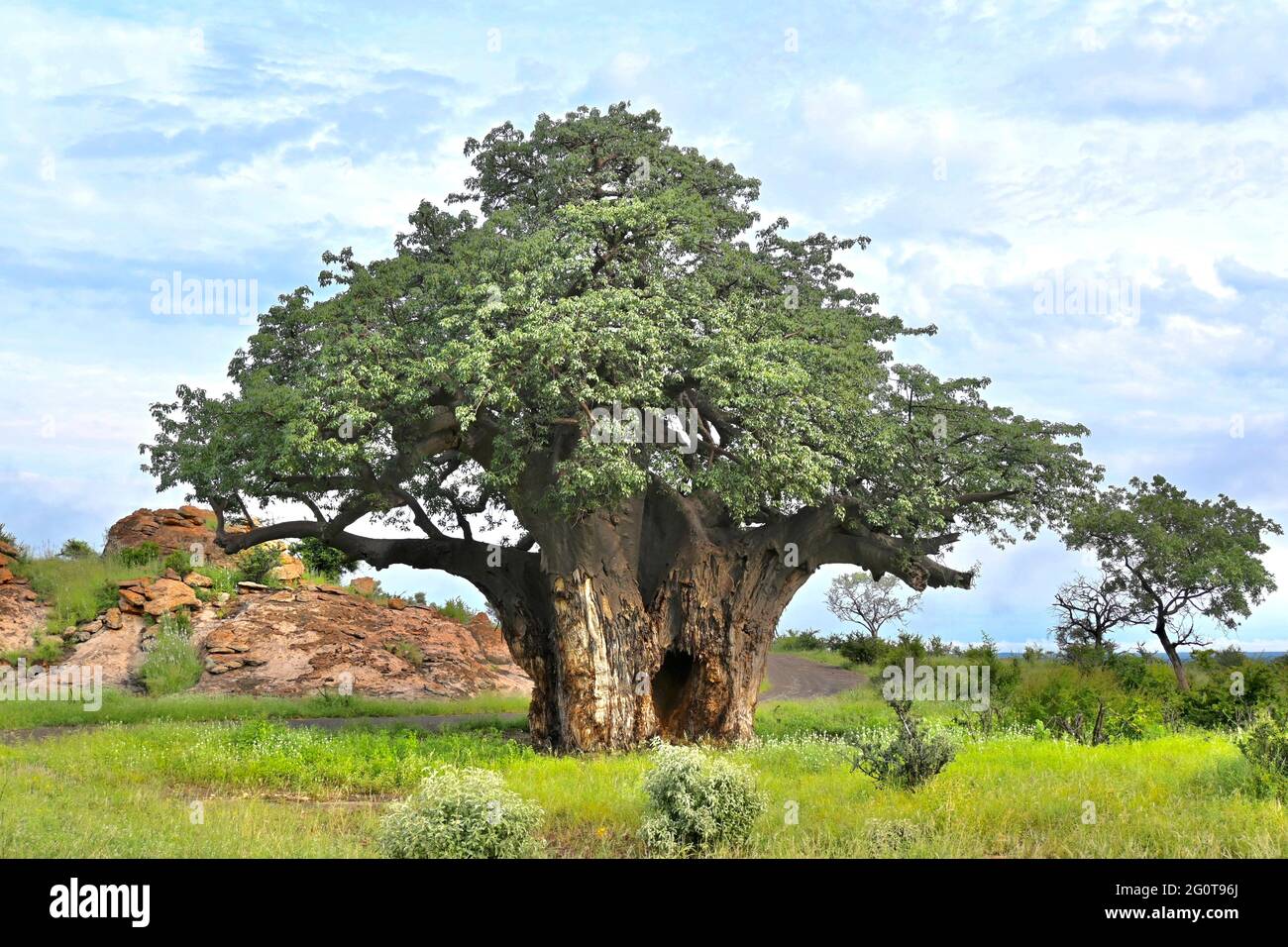 Mapungubwe national park is a World Heritage Site in Limpopo, South ...