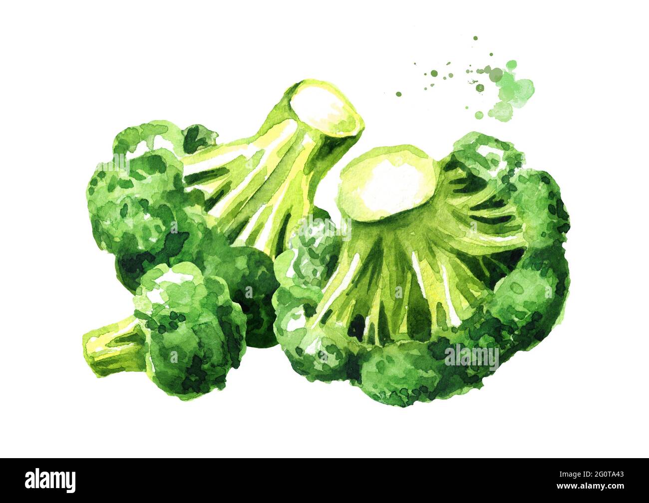 Fresh broccoli. Hand drawn watercolor illustration, isolated on white ...