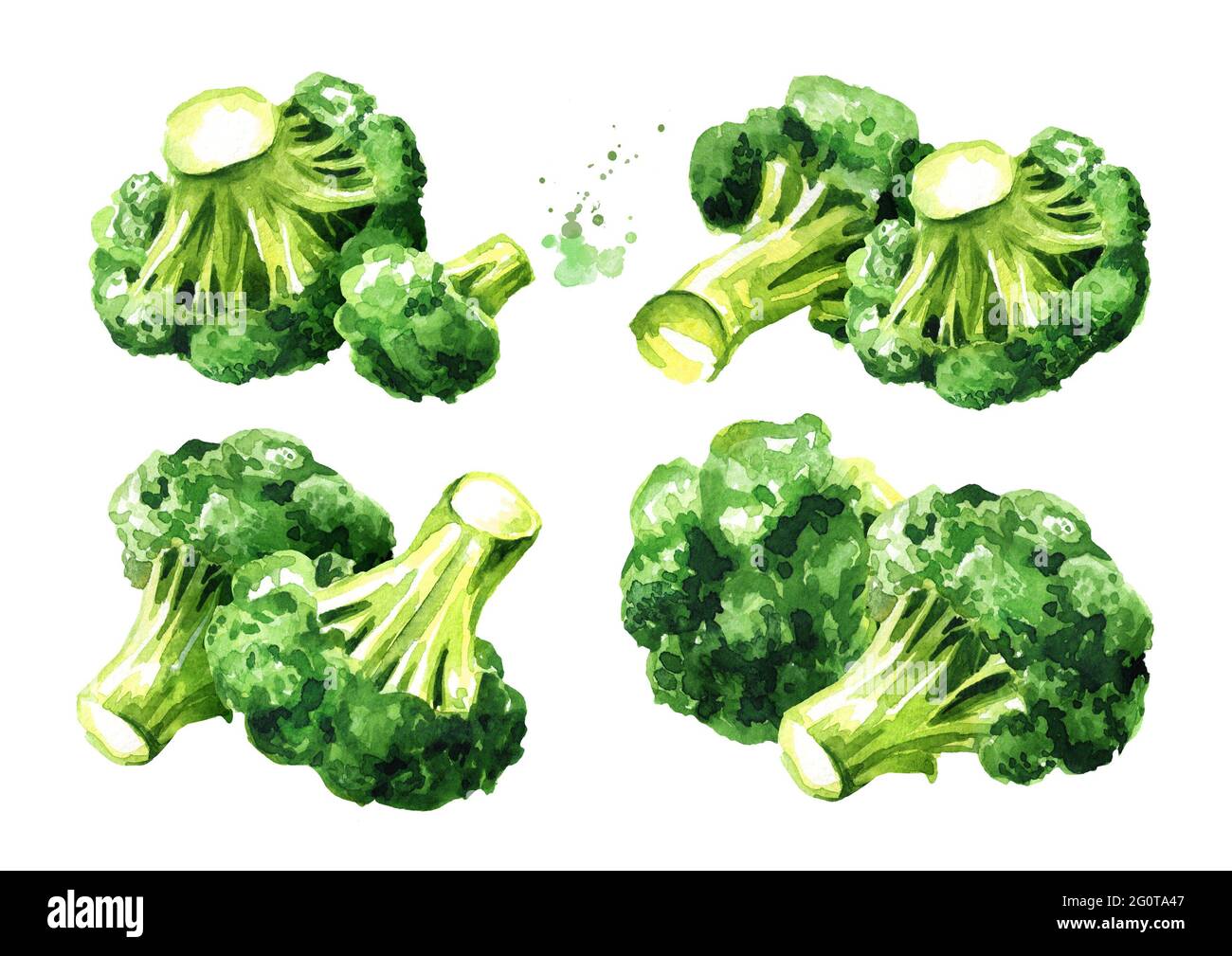 Fresh broccoli set. Hand drawn watercolor illustration, isolated on ...