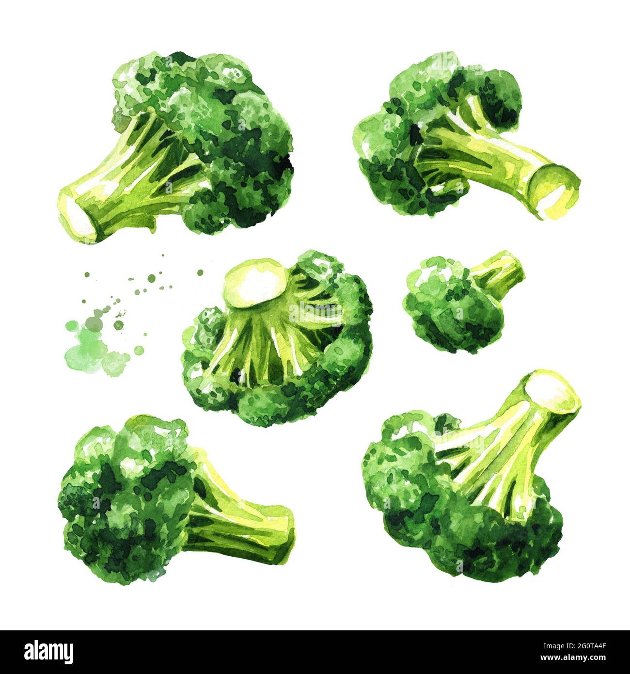 Fresh broccoli blocks for cooking set. Hand drawn watercolor ...