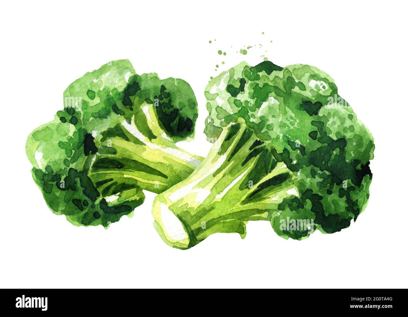 Fresh broccoli, Hand drawn watercolor illustration, isolated on white ...