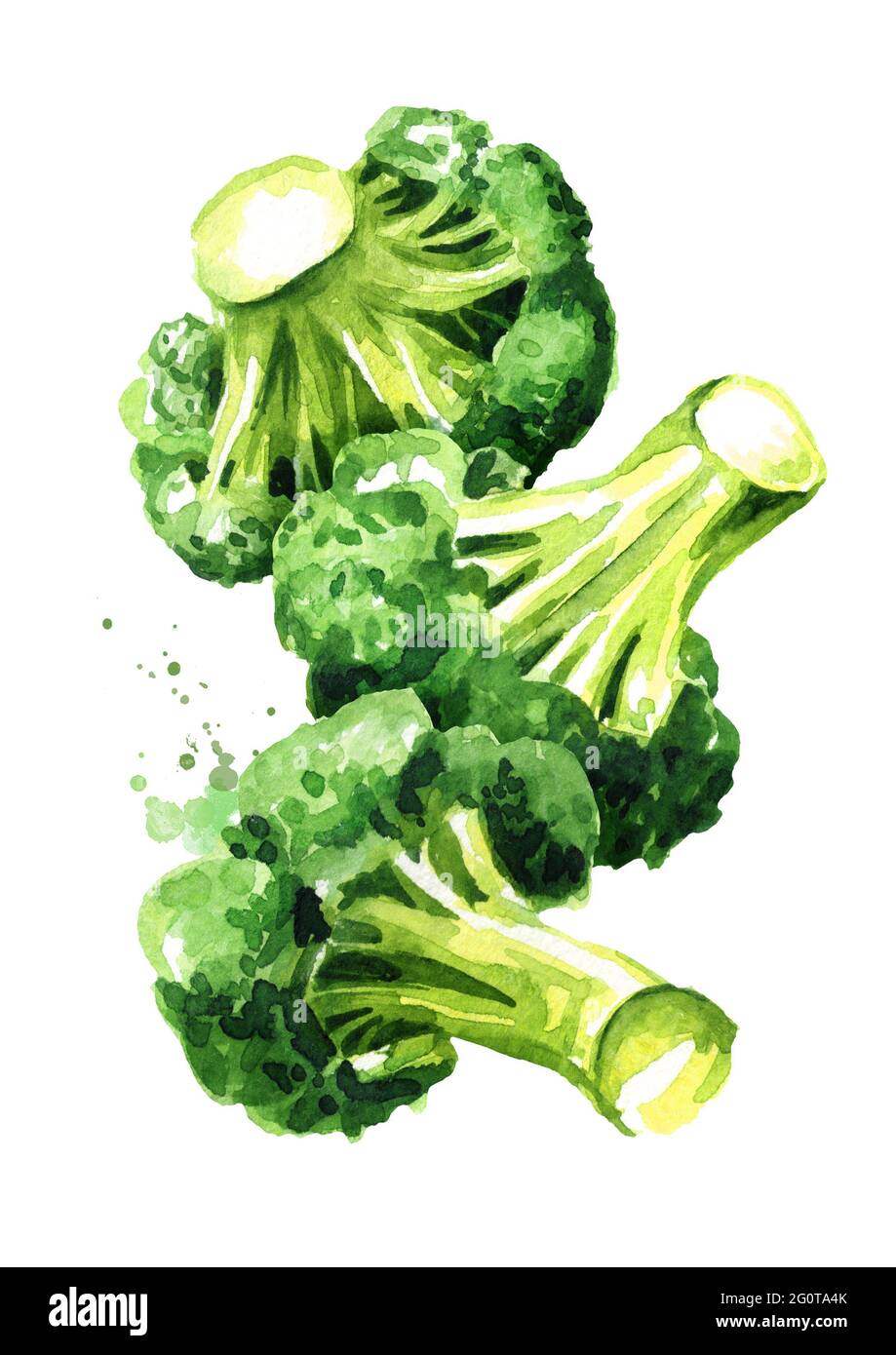 Fresh broccoli blocks. Hand drawn watercolor illustration isolated on ...
