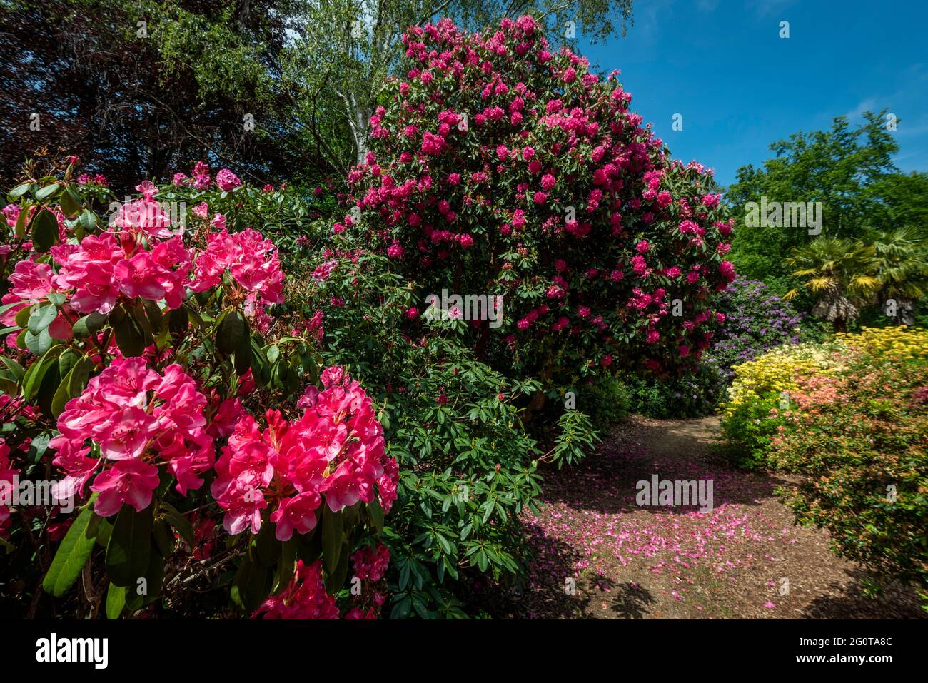 Iver, UK. 3 June 2021. UK Weather: Rhododendrons and azalea, currently ...